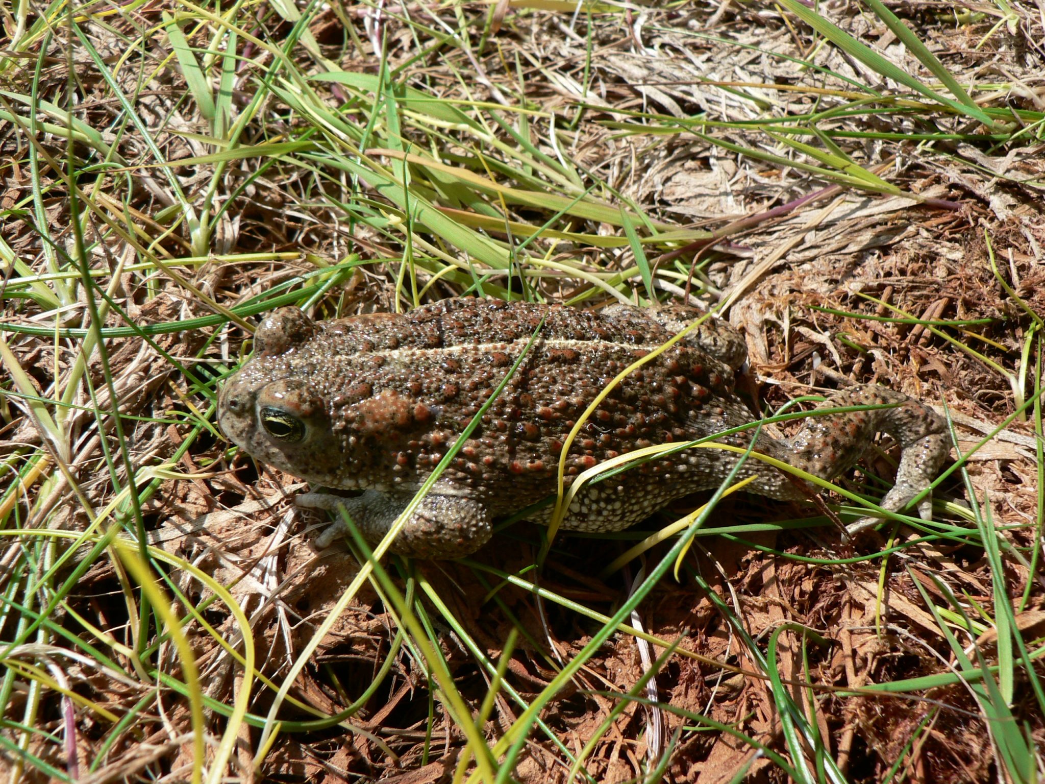 Species Statements - Cumbria Biodiversity Data Centre