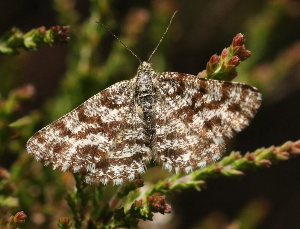 Recording Days - Cumbria Biodiversity Data Centre