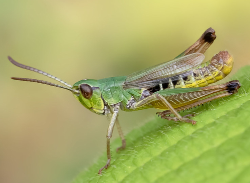 Cumbrian Grasshoppers Cumbria Biodiversity Data Centre